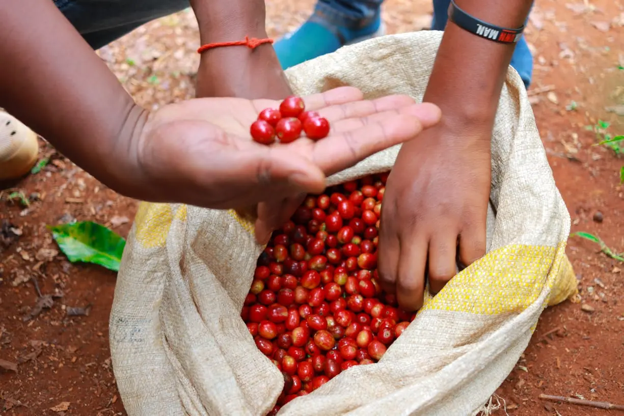 Why Coffee Quality Control Matters (And How It Happens) | Over a Drink ...